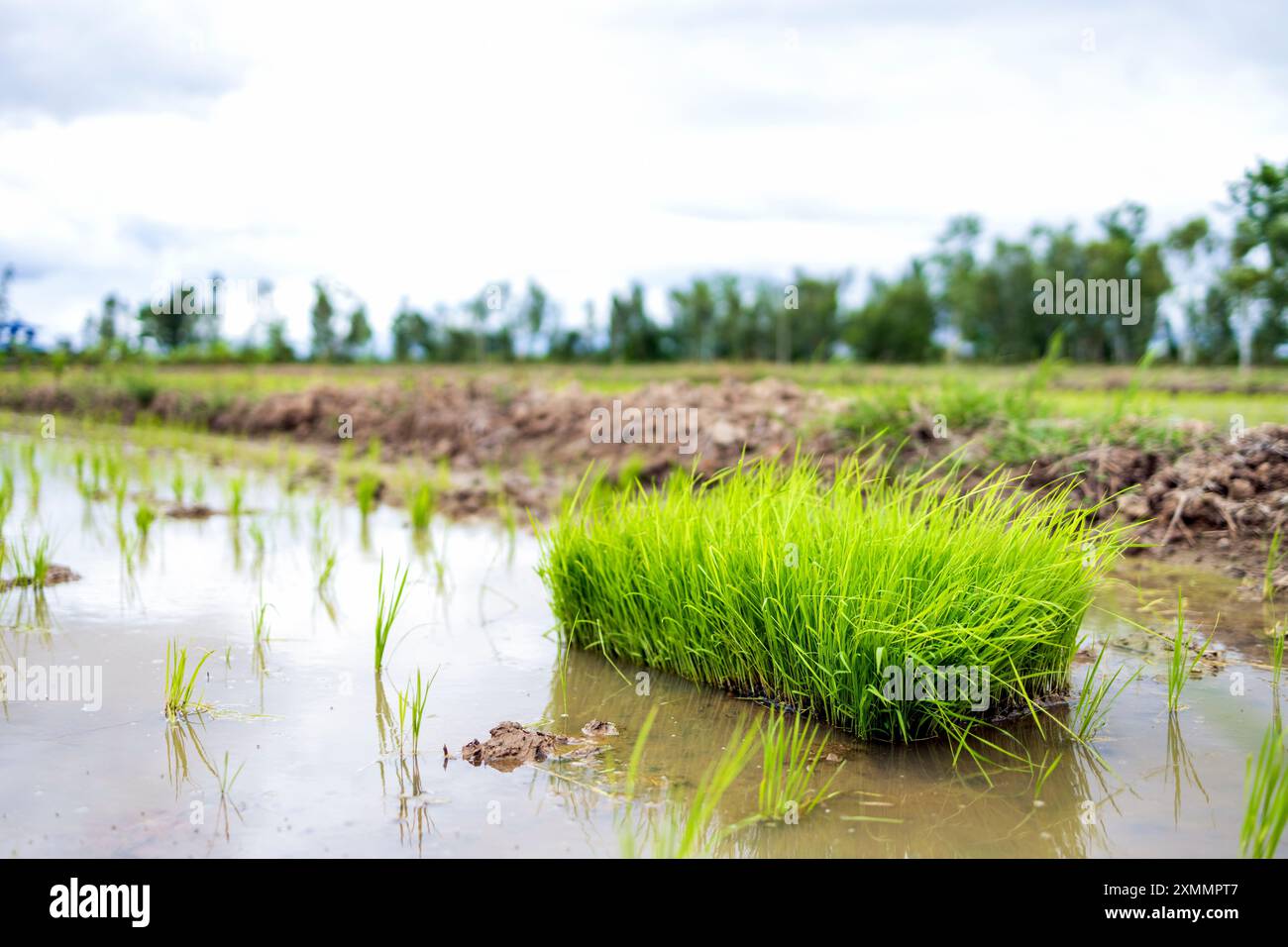 Freshly planted rice seedlings in a water-filled paddy field ...