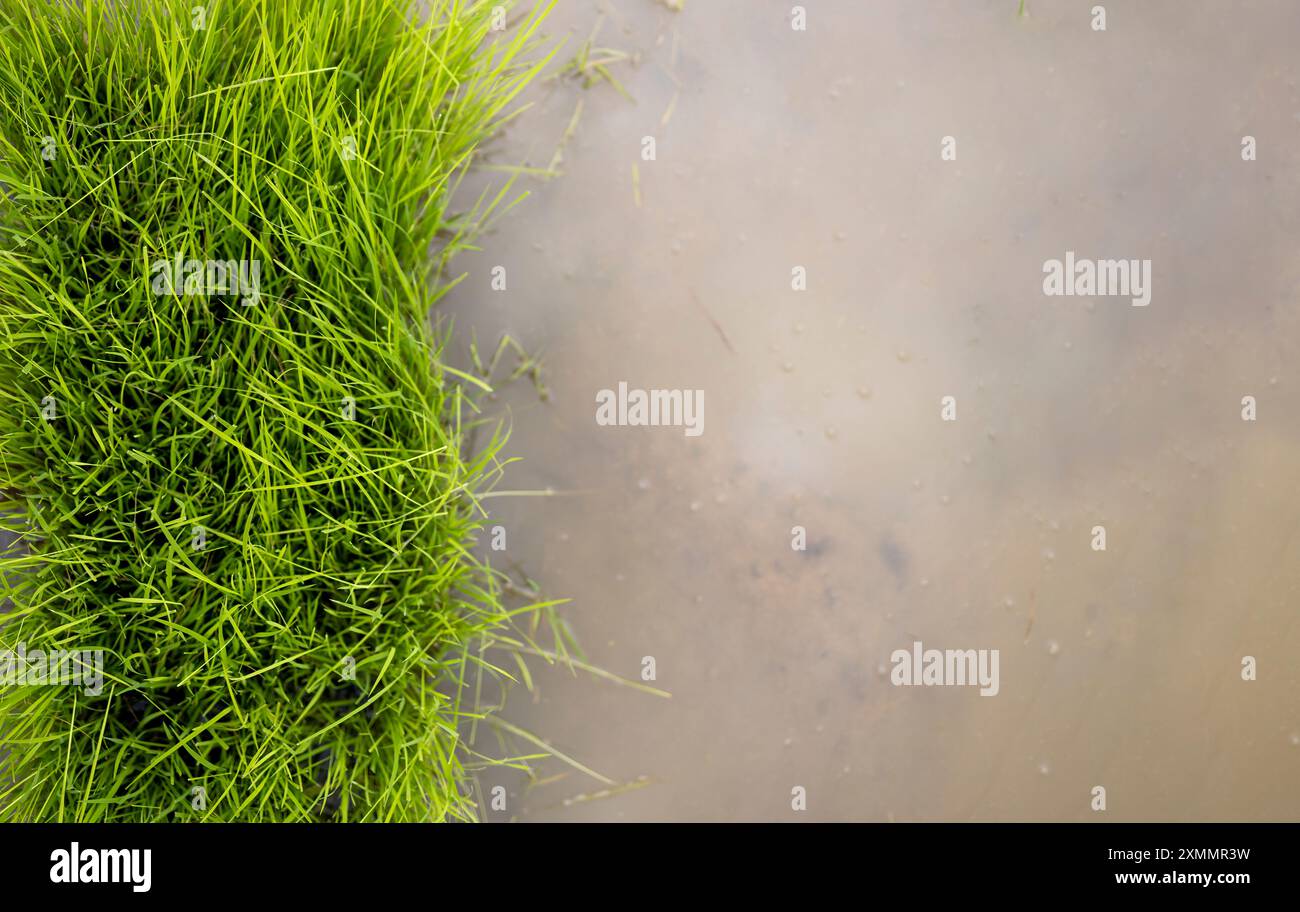 Freshly planted rice seedlings in a water-filled paddy field ...