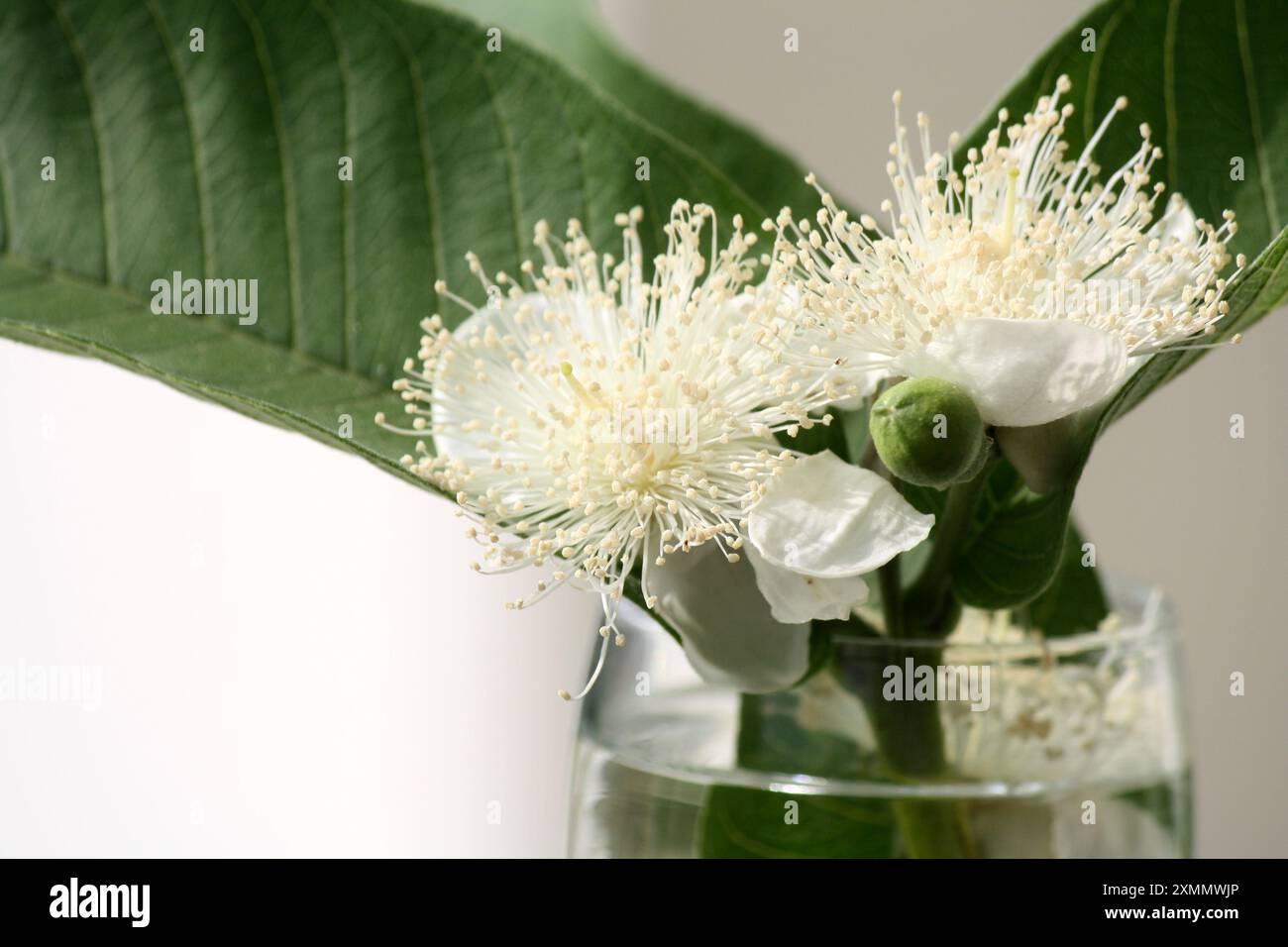 Common Guava (Psidium guajava) flowers in a glass pot : (pix Sanjiv ...