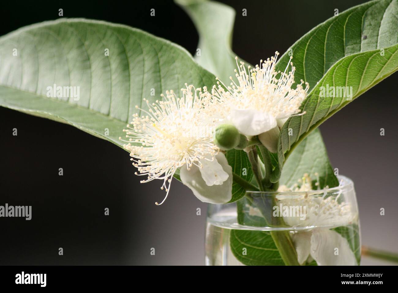 Common Guava (Psidium guajava) flowers in a glass pot : (pix Sanjiv ...