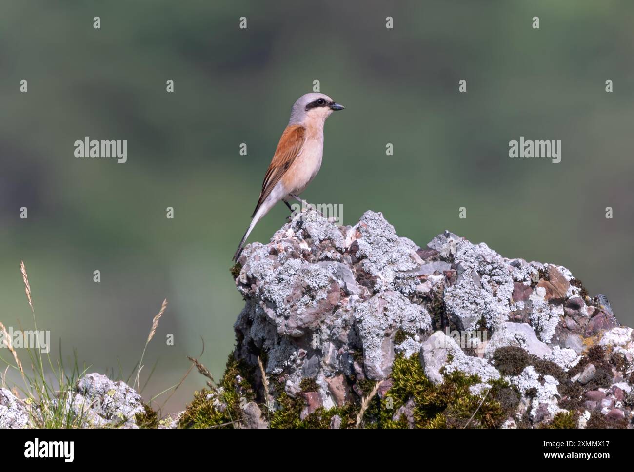 Small carnivorous lizards hi-res stock photography and images - Alamy
