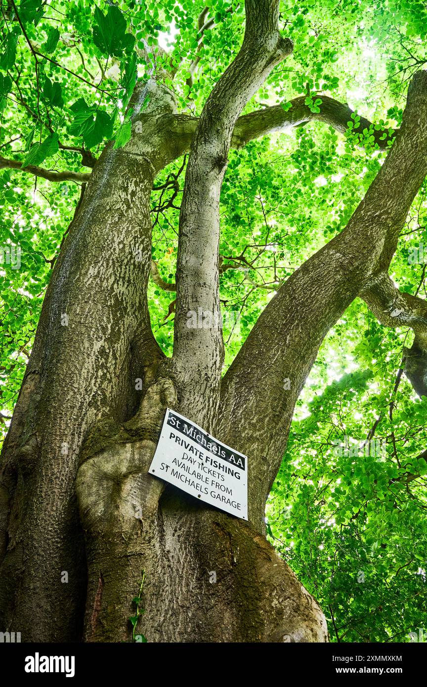 Angling club notice attached to large tree Stock Photo - Alamy