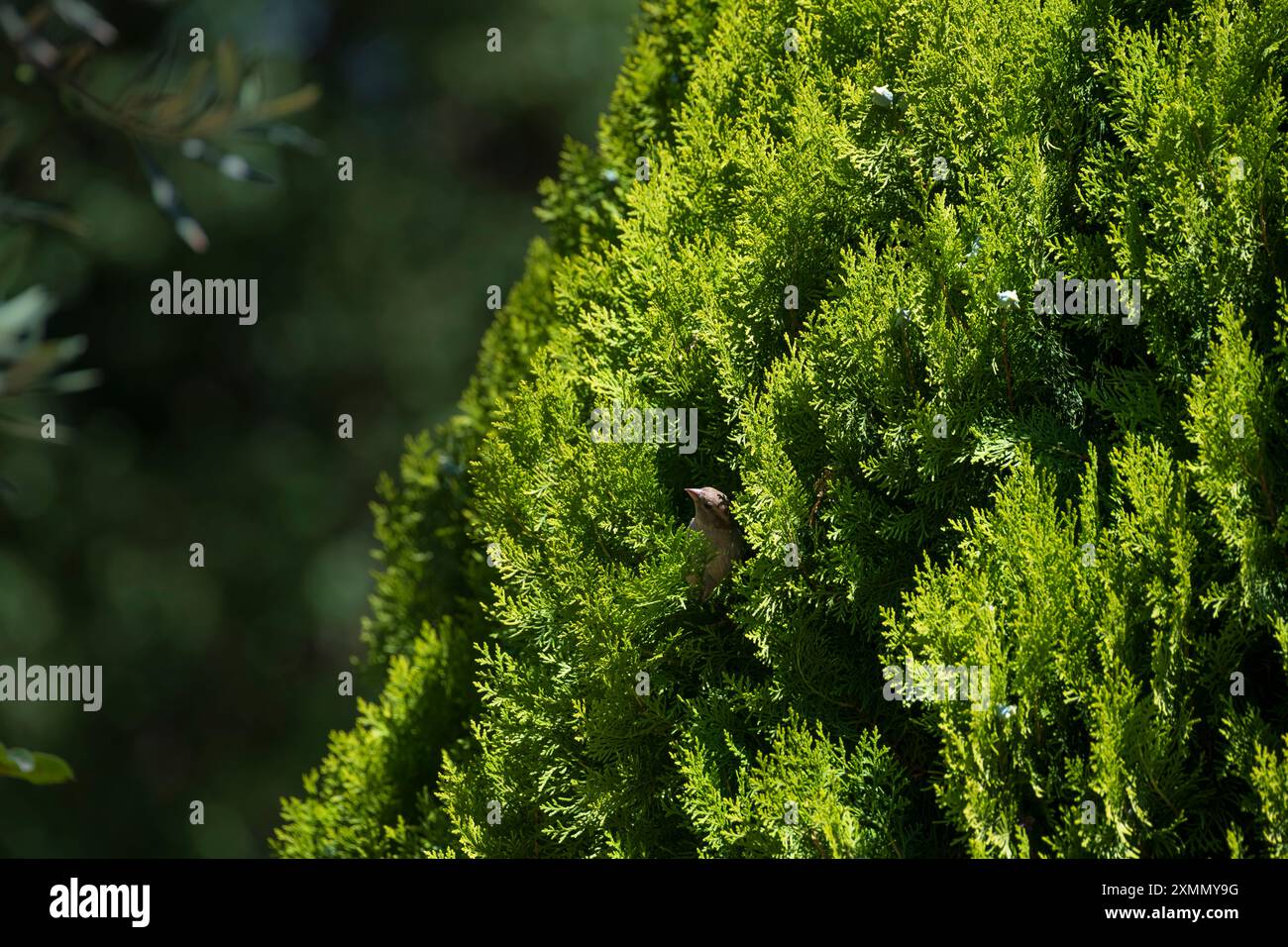 Small bird's head peeking out from the dense foliage of a cypress tree ...