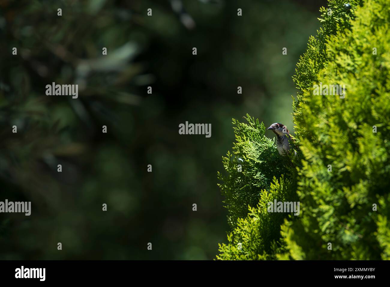 Green vegetation peeking hi-res stock photography and images - Alamy