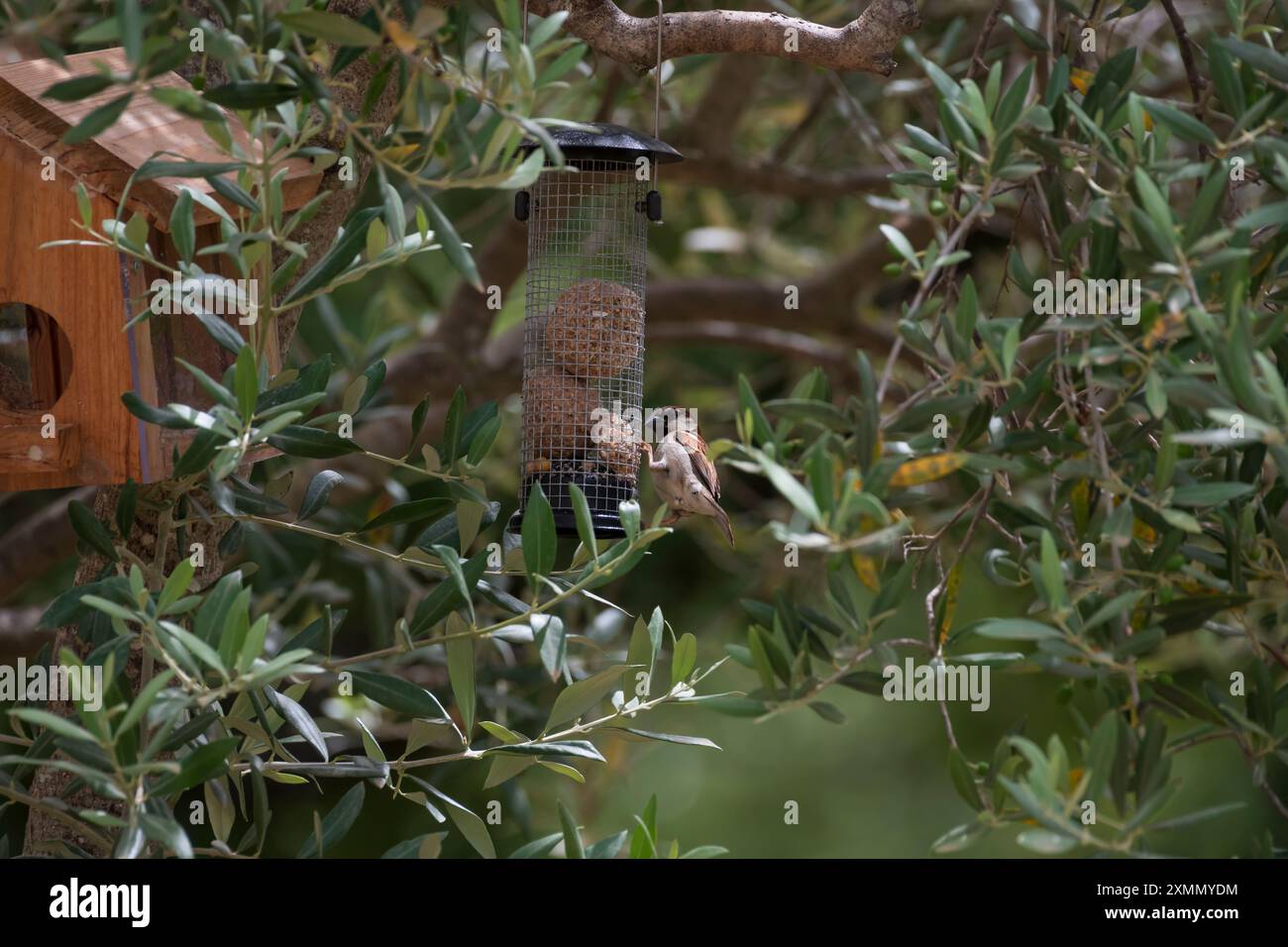 Male Sparrow feeding from a seed dispenser hanging from a branch of an ...