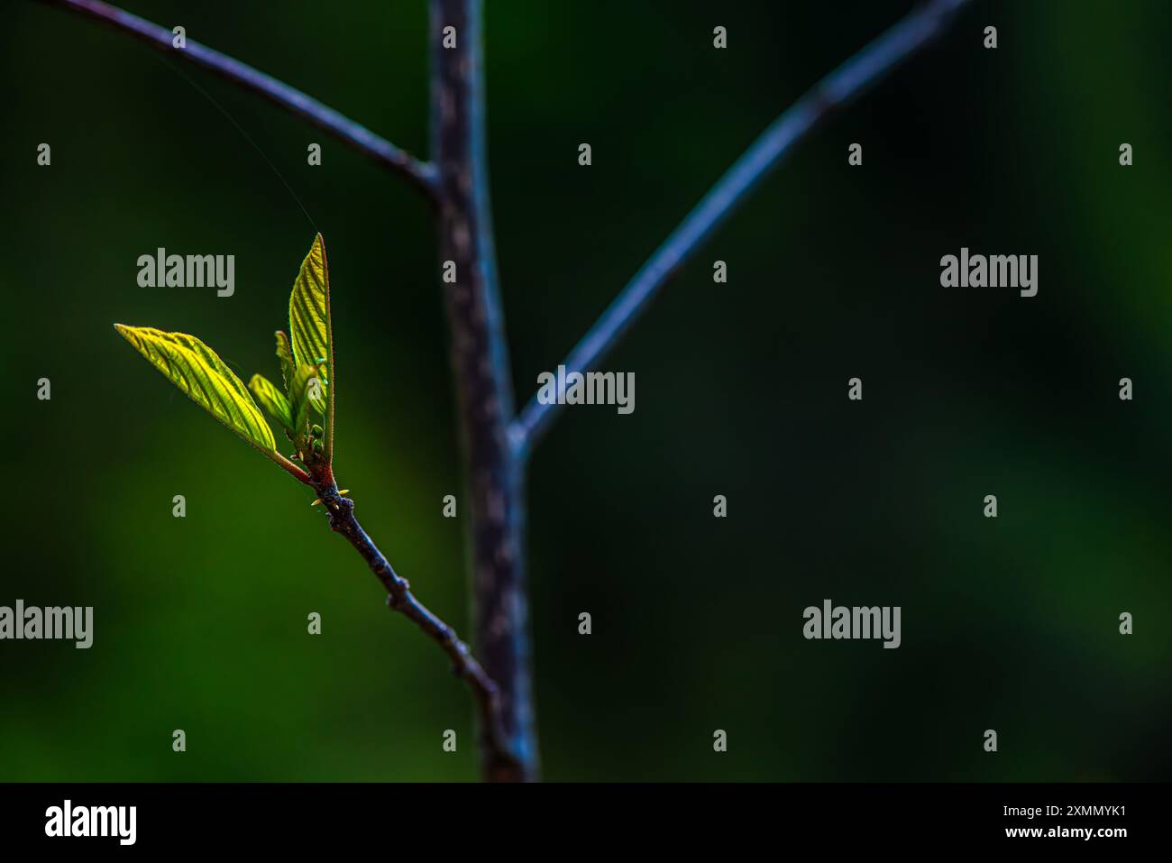 Thin branch tree green leaves hi-res stock photography and images - Alamy