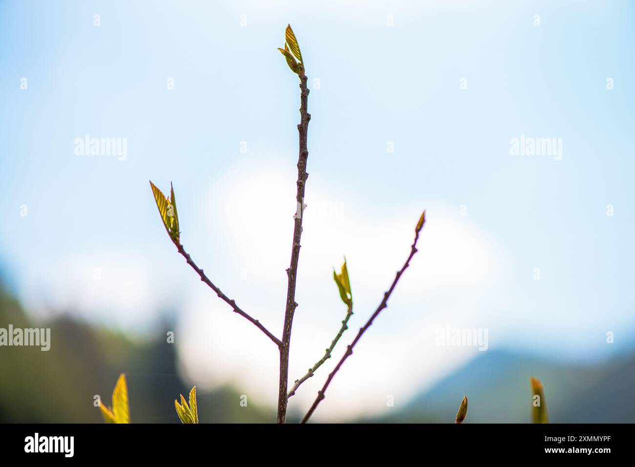 A detailed macro photo capturing the vibrant green leaves on a thin ...