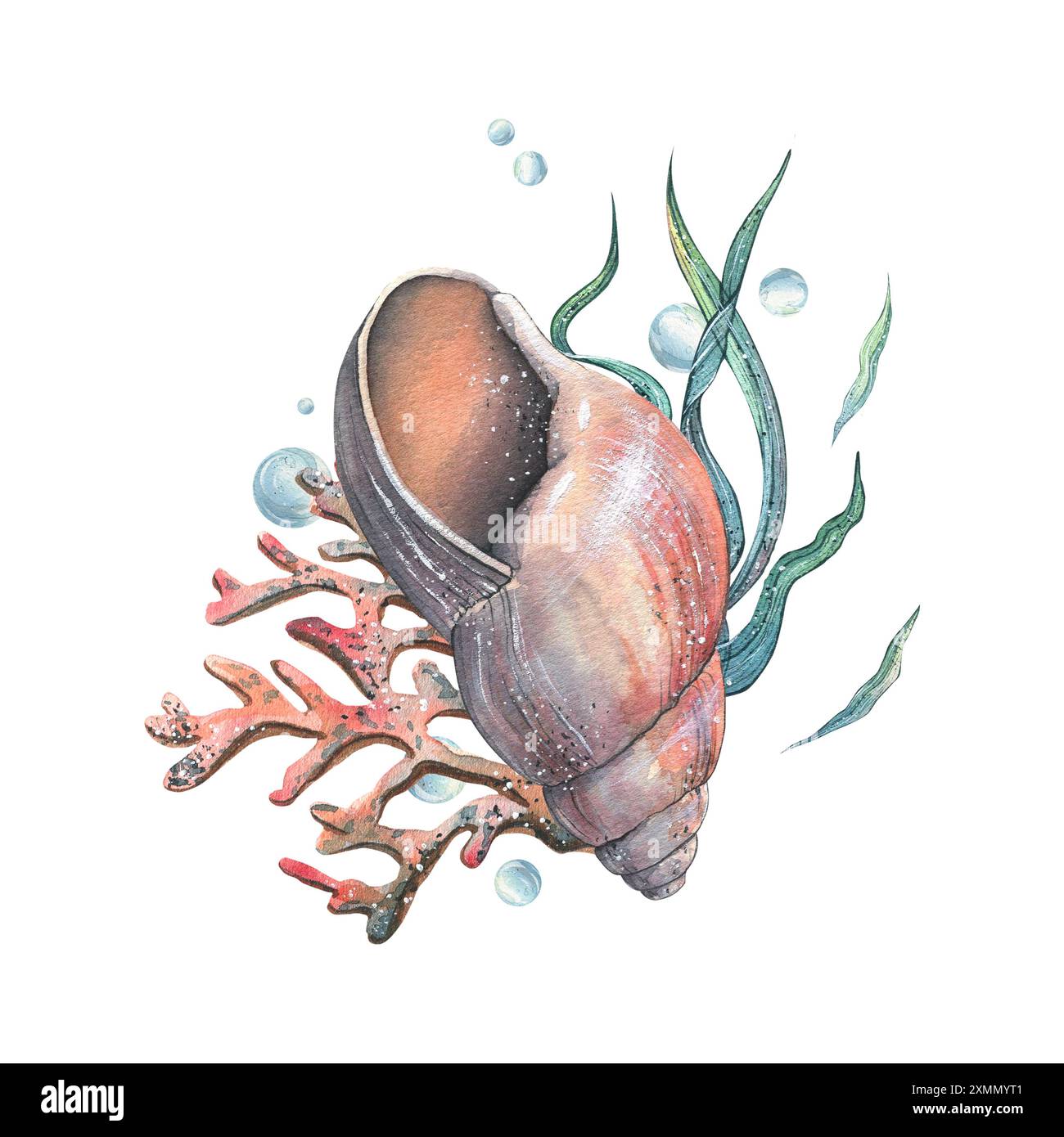 Sea shell, coral, sea sponge, algae, pebbles and bubbles. Hand drawn ...