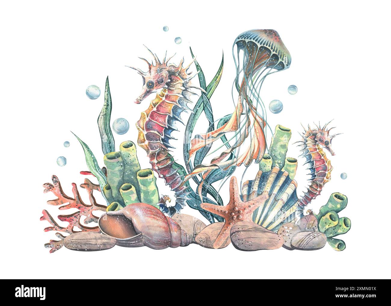 Seahorses, jellyfish, seashell, coral, starfish, sea sponge, algae ...