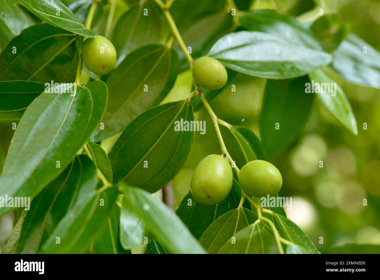Unripe green jujubes fruits hanging from a branch of Ziziphus jujuba or ...