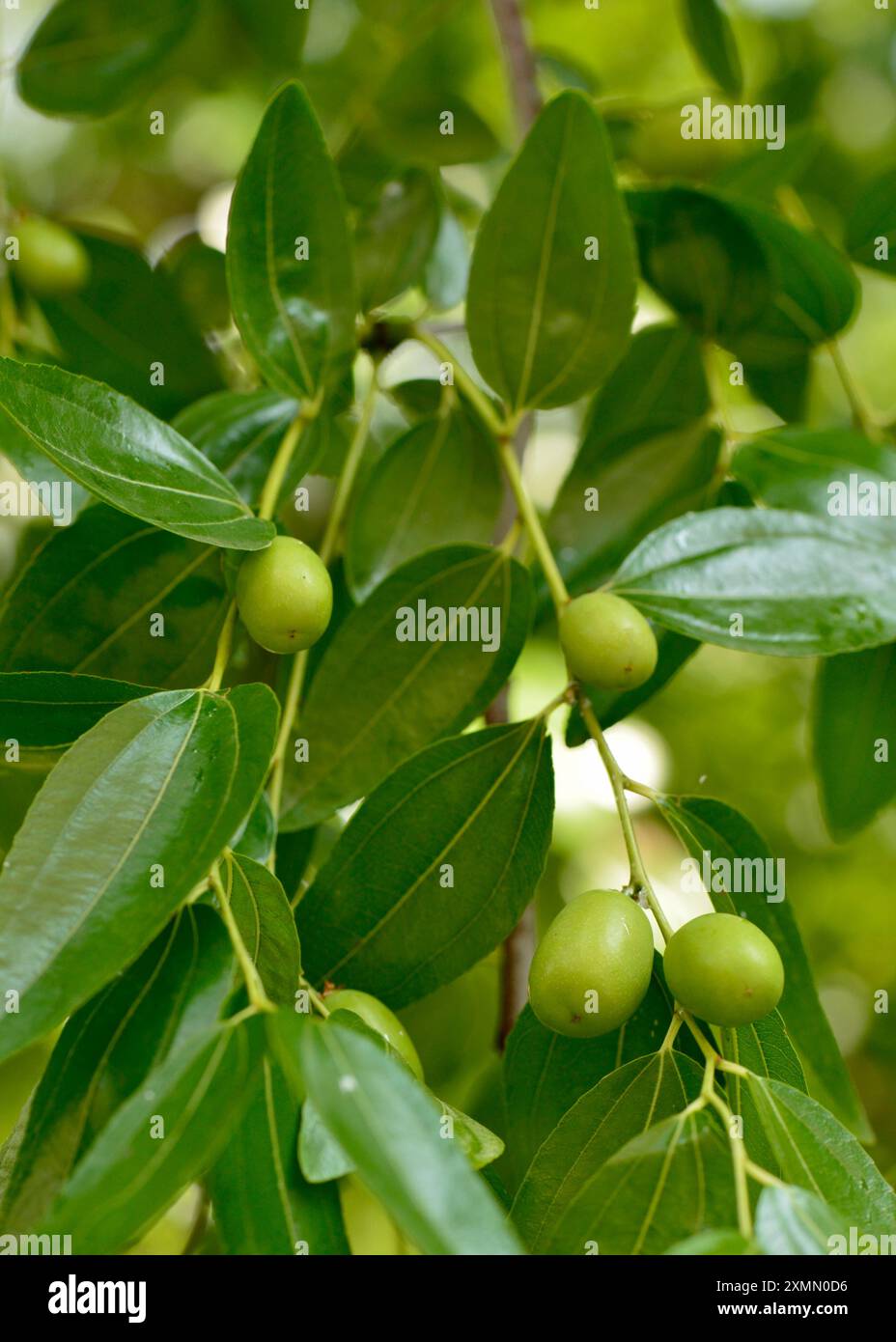 Ziziphus jujuba or jujube red date or Chinese date cluster of unripe ...