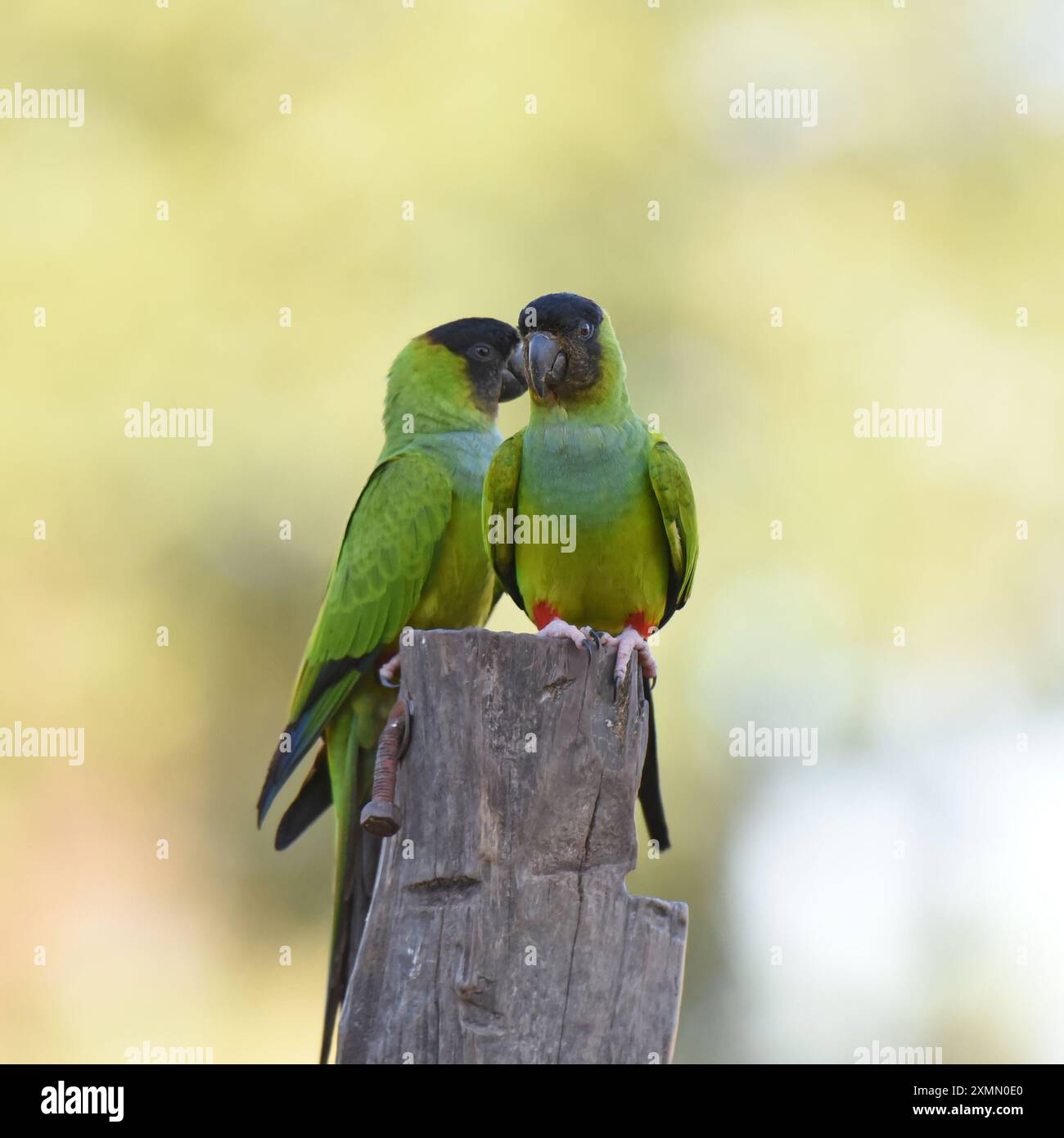 Parakeets beauty hi-res stock photography and images - Alamy