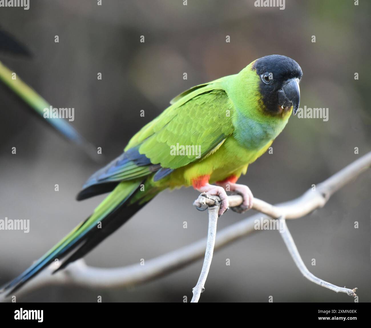 Black hooded parakeet hi-res stock photography and images - Alamy