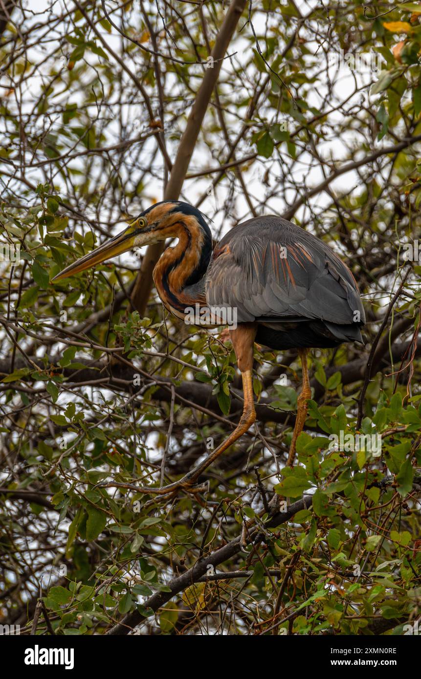Purple heron, Ardea purpurea sitting in a tree, Namibia Stock Photo - Alamy