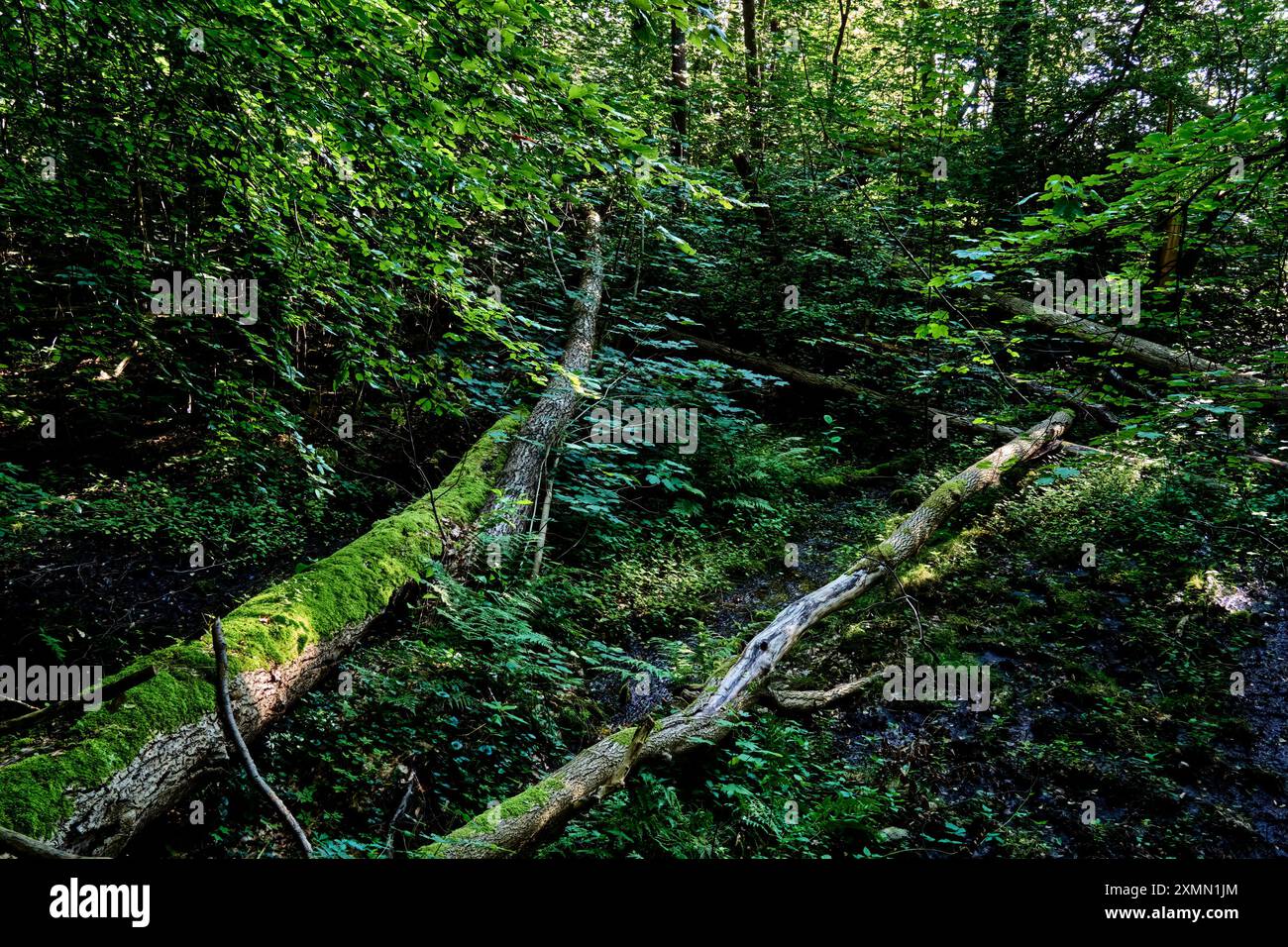 Dark untamed swampy forest with young greenery and fallen old trees ...