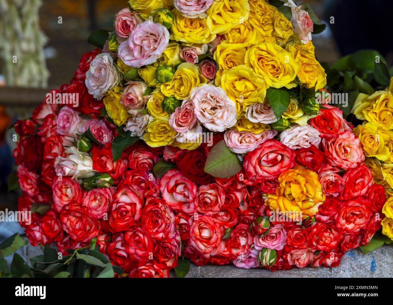 Roses for sale at flower market, Dhaka Division, Dhaka, Bangladesh ...