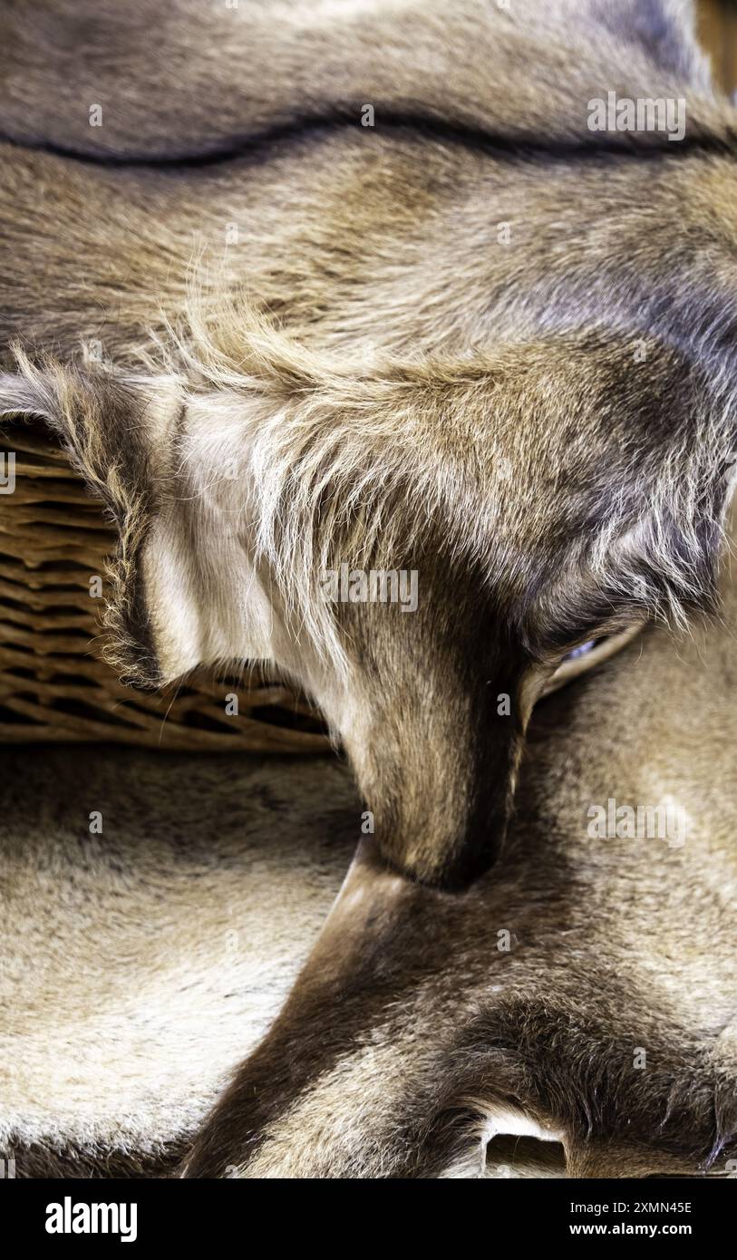 Animal skin detail, artisan tanning Stock Photo - Alamy