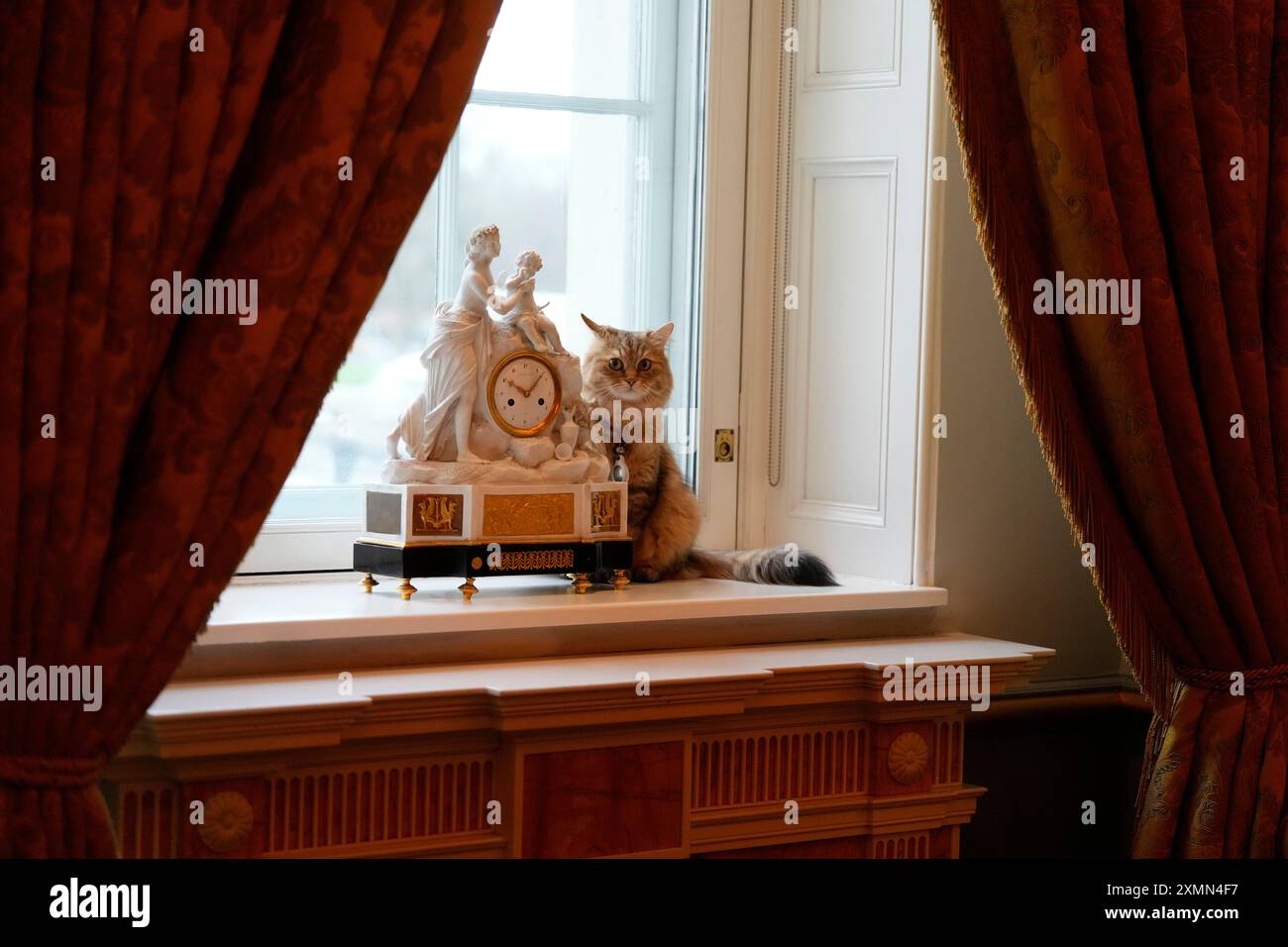 Lilibet the cat, who is a Siberian Forest Cat and lives in the ...