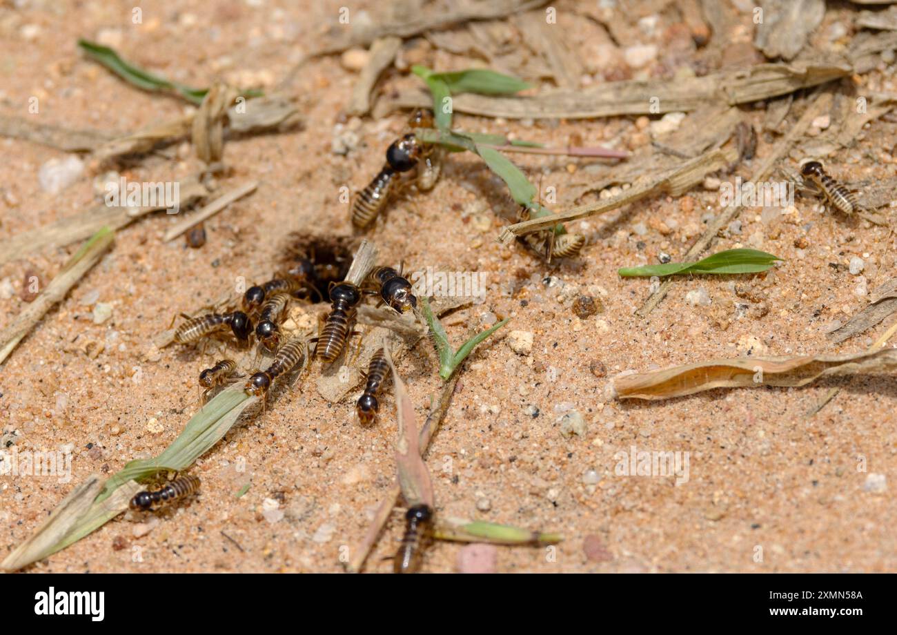 Huge colonies of Harvester Termites can strip large areas of grassland ...
