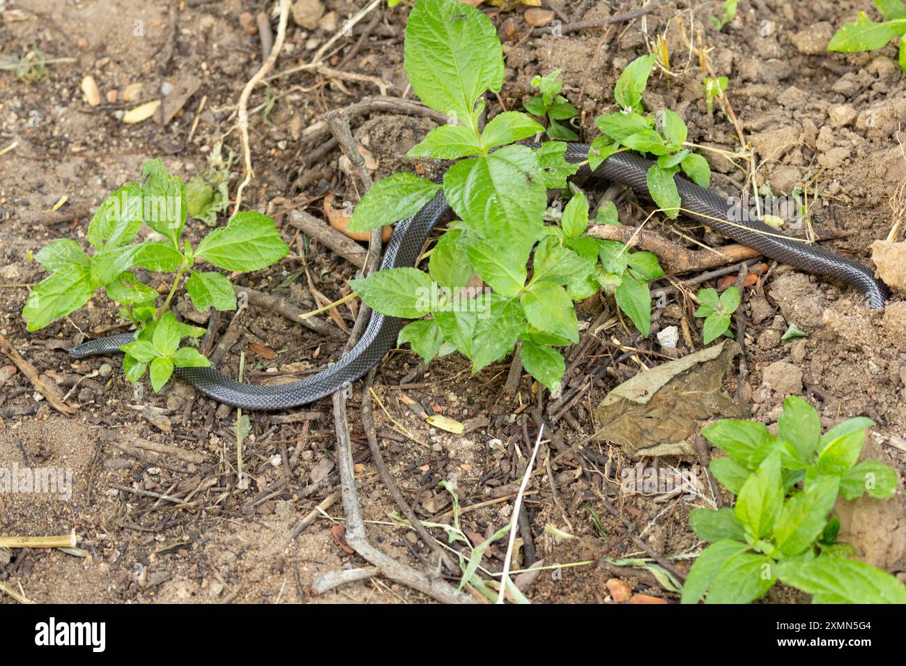 Termite tunnels hi-res stock photography and images - Alamy