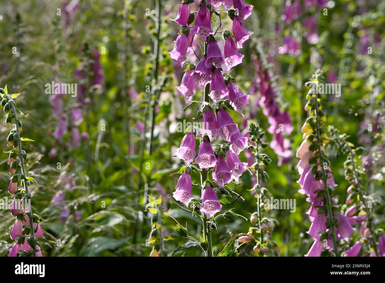 Digitalis purpurea,Roter Fingerhut zur Blütezeit,Purpur Fingerhut oder ...
