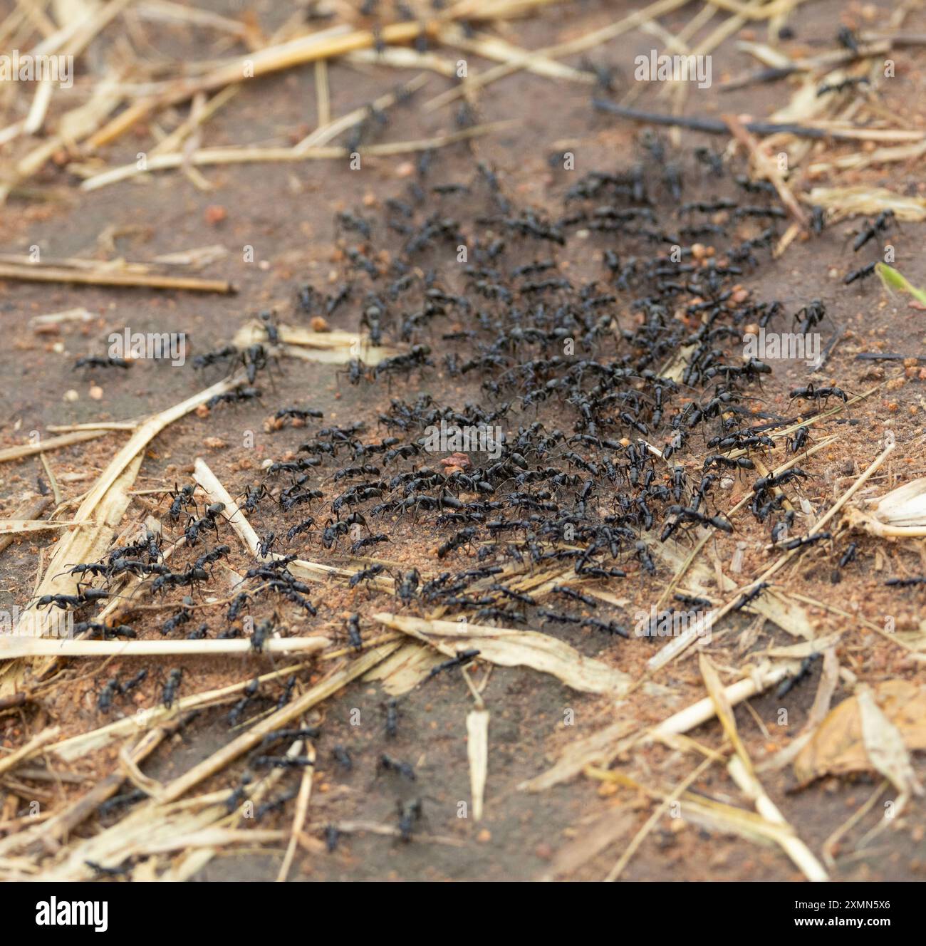 A voracious hunting party of Matabele Ants. These large powerful ants ...