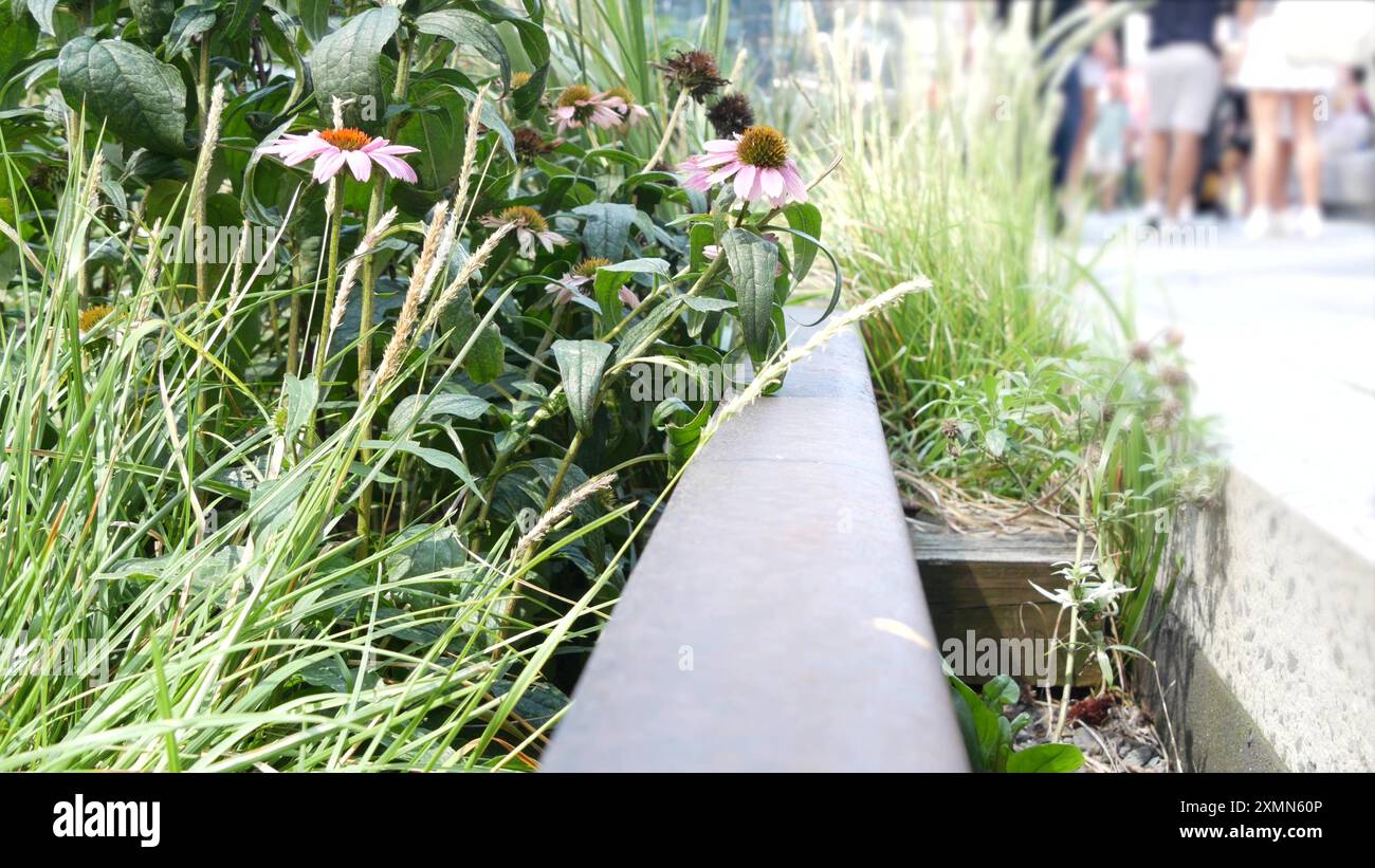 New York City High Line elevated greenway, Manhattan Midtown, USA ...