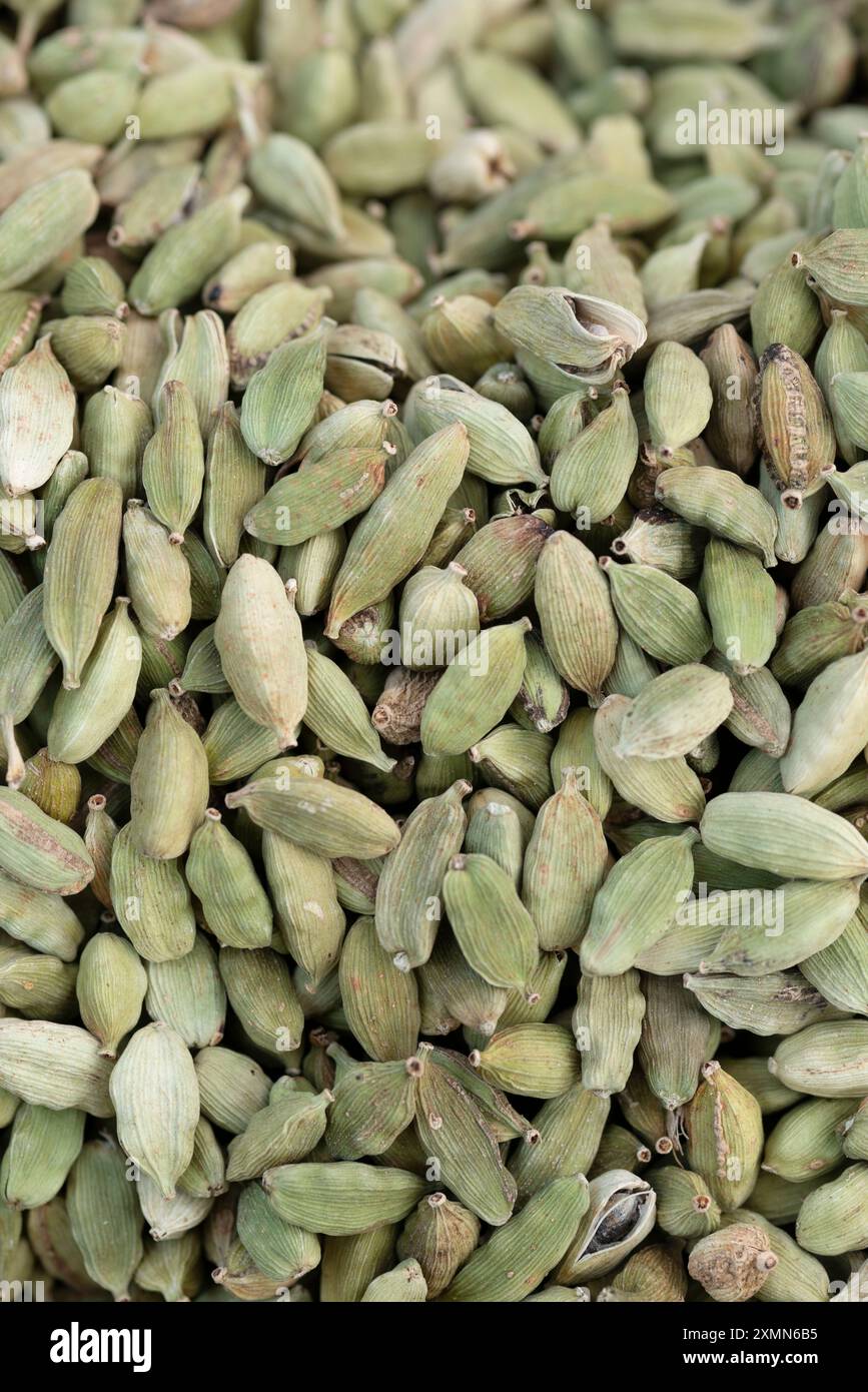 Cardamom Popular Asian Indian Spice Stock Photo - Alamy