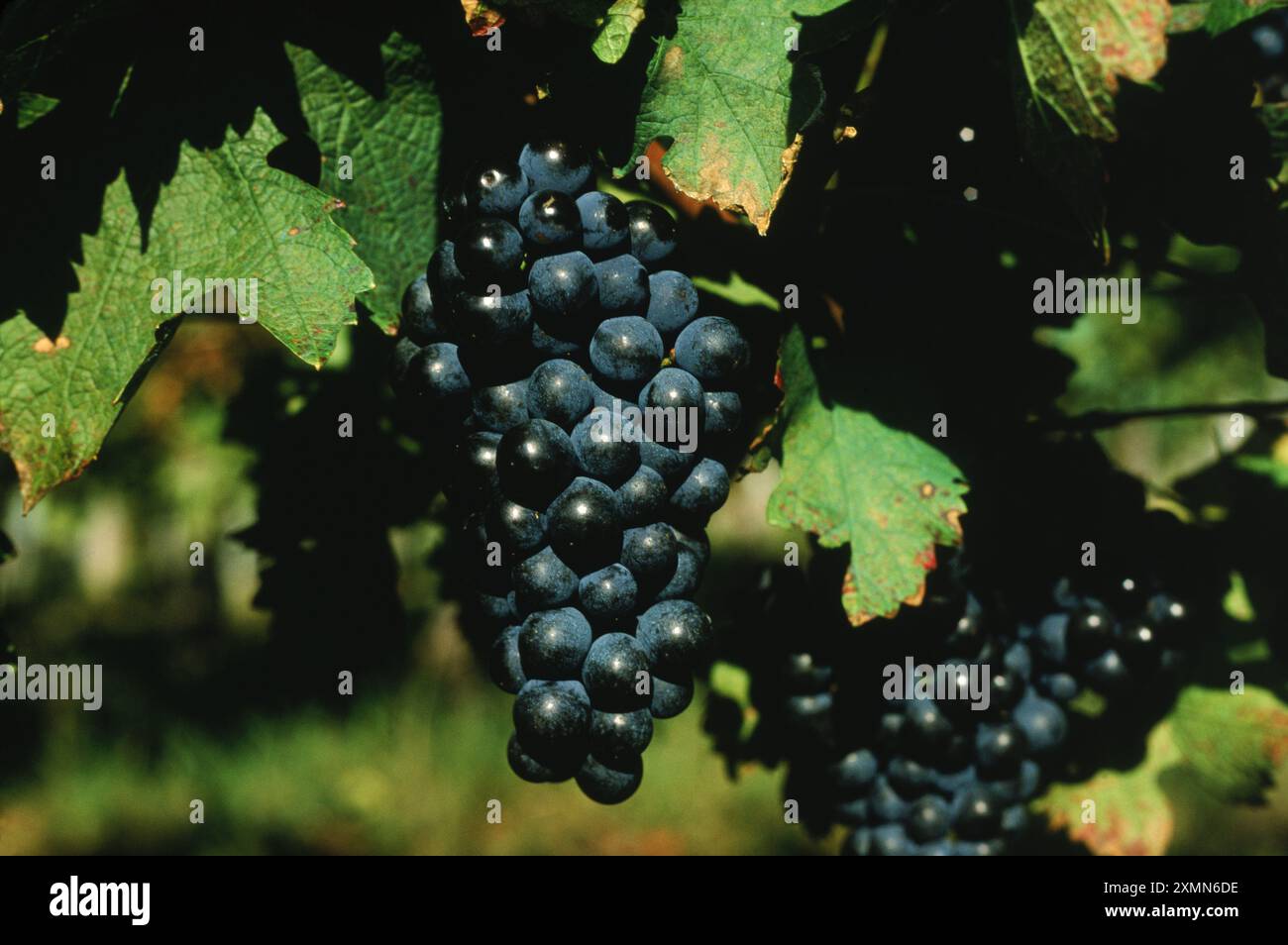 Grape Harvest, Cave d'Irou Stock Photo - Alamy