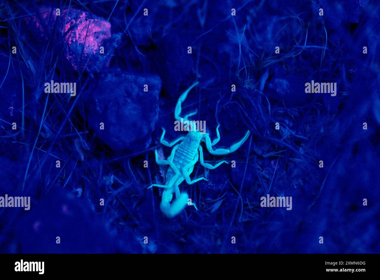 Scorpion in Sonoran Desert, Arizona, USA (under blacklight Stock Photo ...