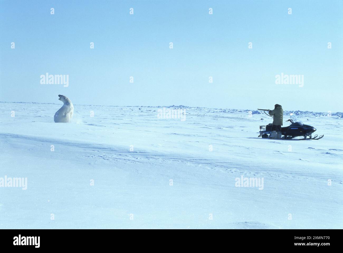 Hunter shoots polar bear, Nunavut, Canada Stock Photo - Alamy