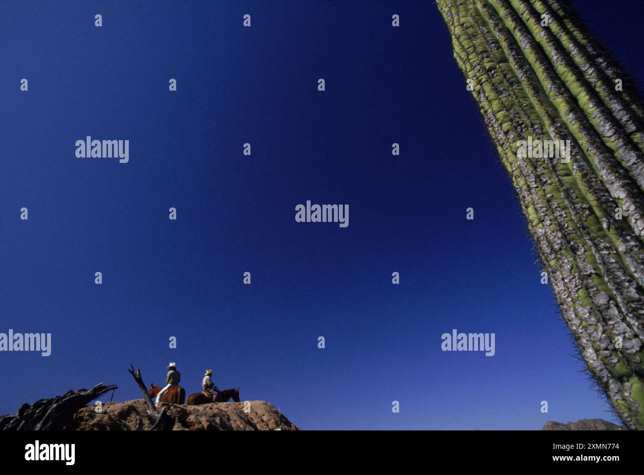 Ranchers on horseback and Cactus, El Grande Chaparral Ranch, Sonoran ...