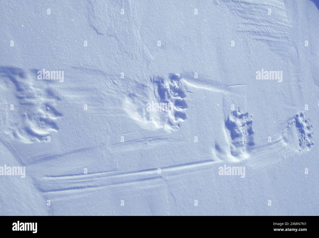 Fresh polar bear tracks in the snow, Nunavut, Canada Stock Photo - Alamy