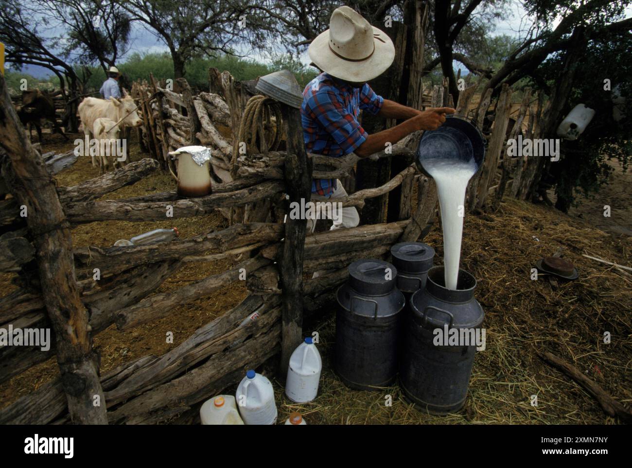 A man collecting milk for cheese, Trincheras, Mexico Stock Photo - Alamy