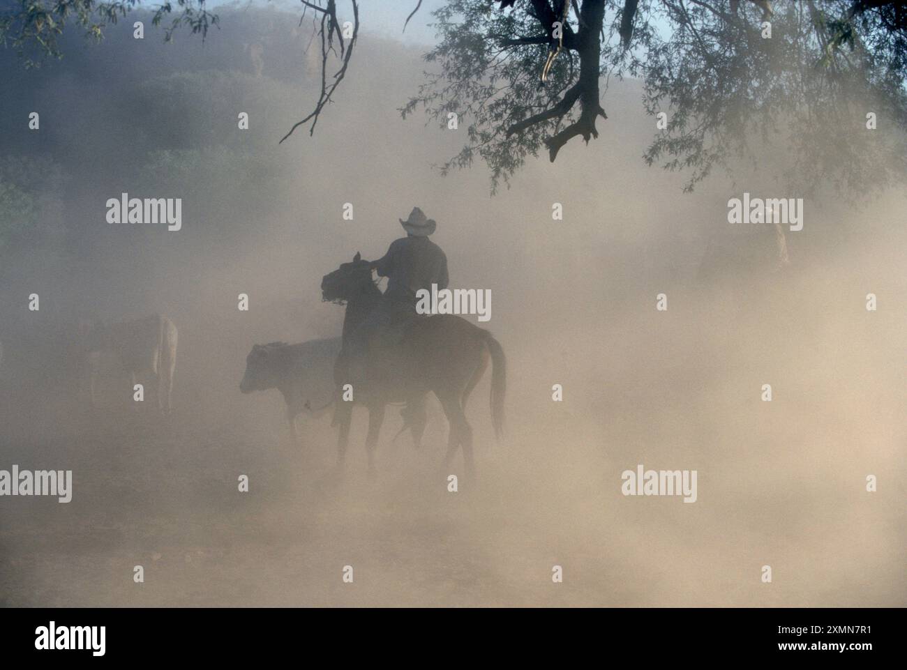 Obregon mexico hi-res stock photography and images - Alamy