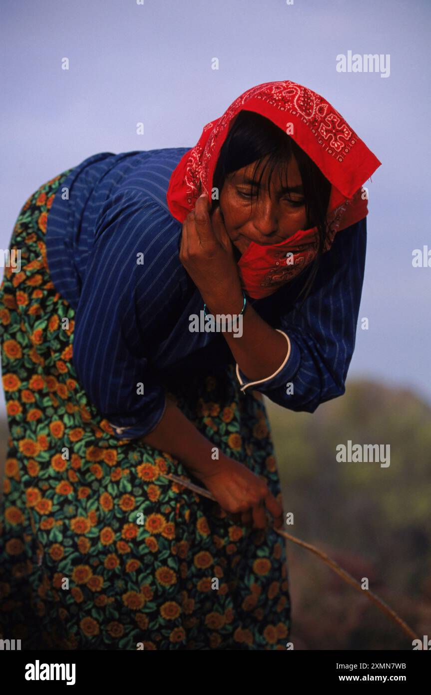 Seri Indian looking for honey, Mexico Stock Photo - Alamy