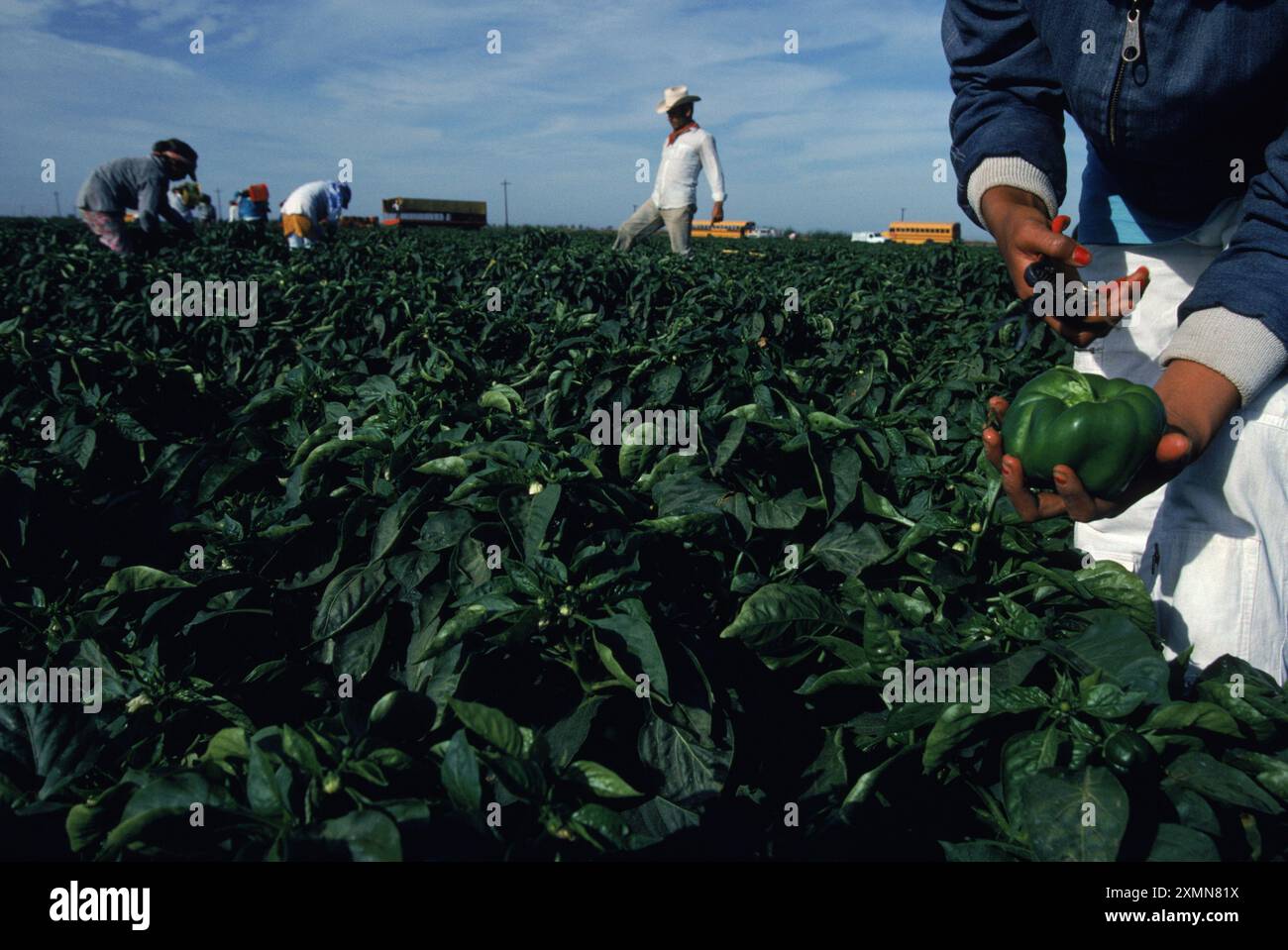 Migrant farmers america hi-res stock photography and images - Alamy