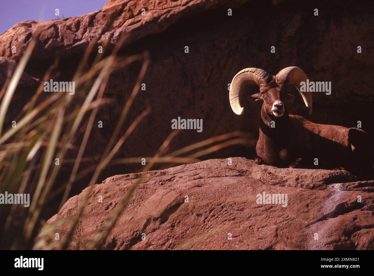 Big horned rams hi-res stock photography and images - Alamy