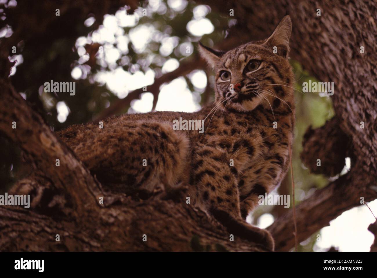 bobcat tree climbing Stock Photo - Alamy