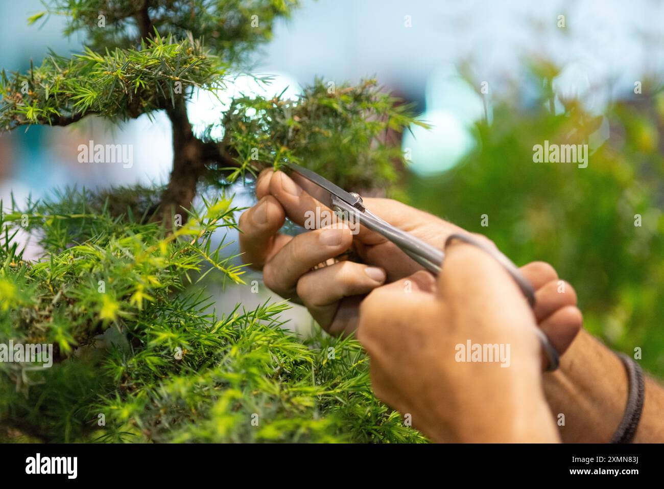 Person tending to bonsai hi-res stock photography and images - Alamy