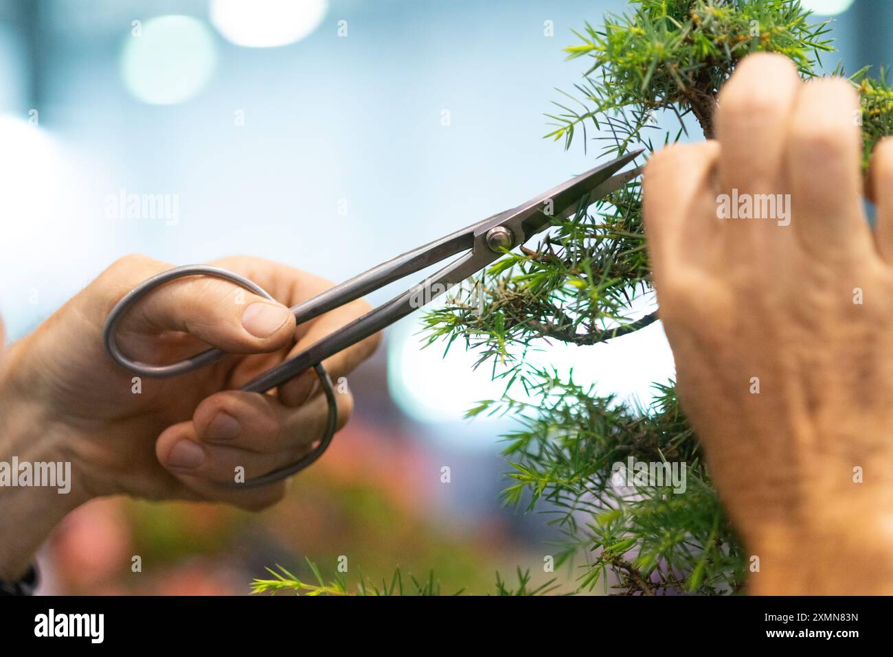 Person tending to bonsai hi-res stock photography and images - Alamy
