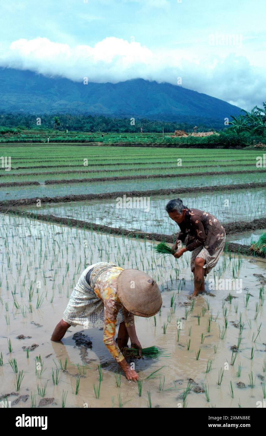 Woman planting rice, Central Java, Indonesia Stock Photo - Alamy