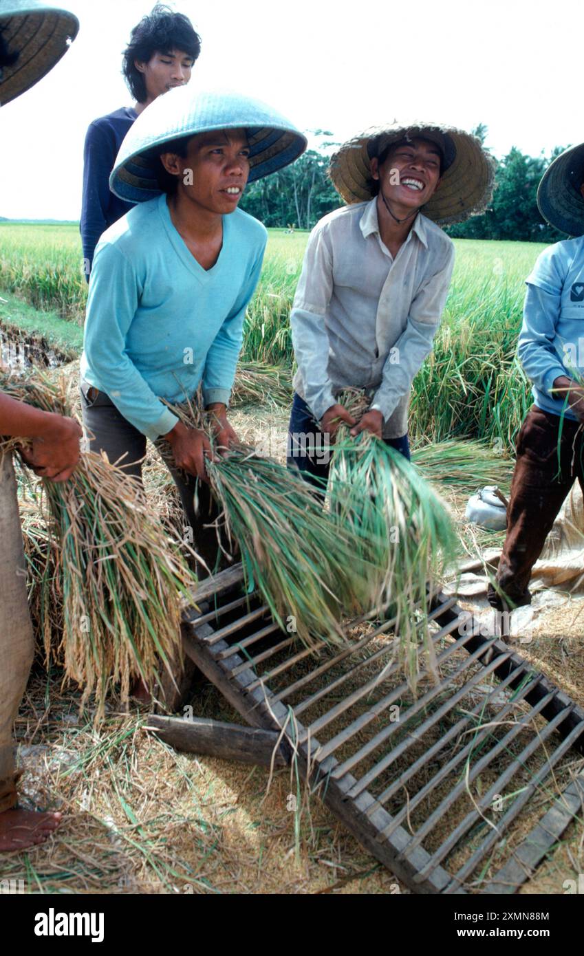 Women threshing rice in Central Java, Indonesia Stock Photo - Alamy