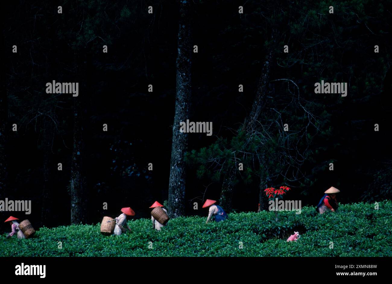 Bandung tea plantation hi-res stock photography and images - Alamy