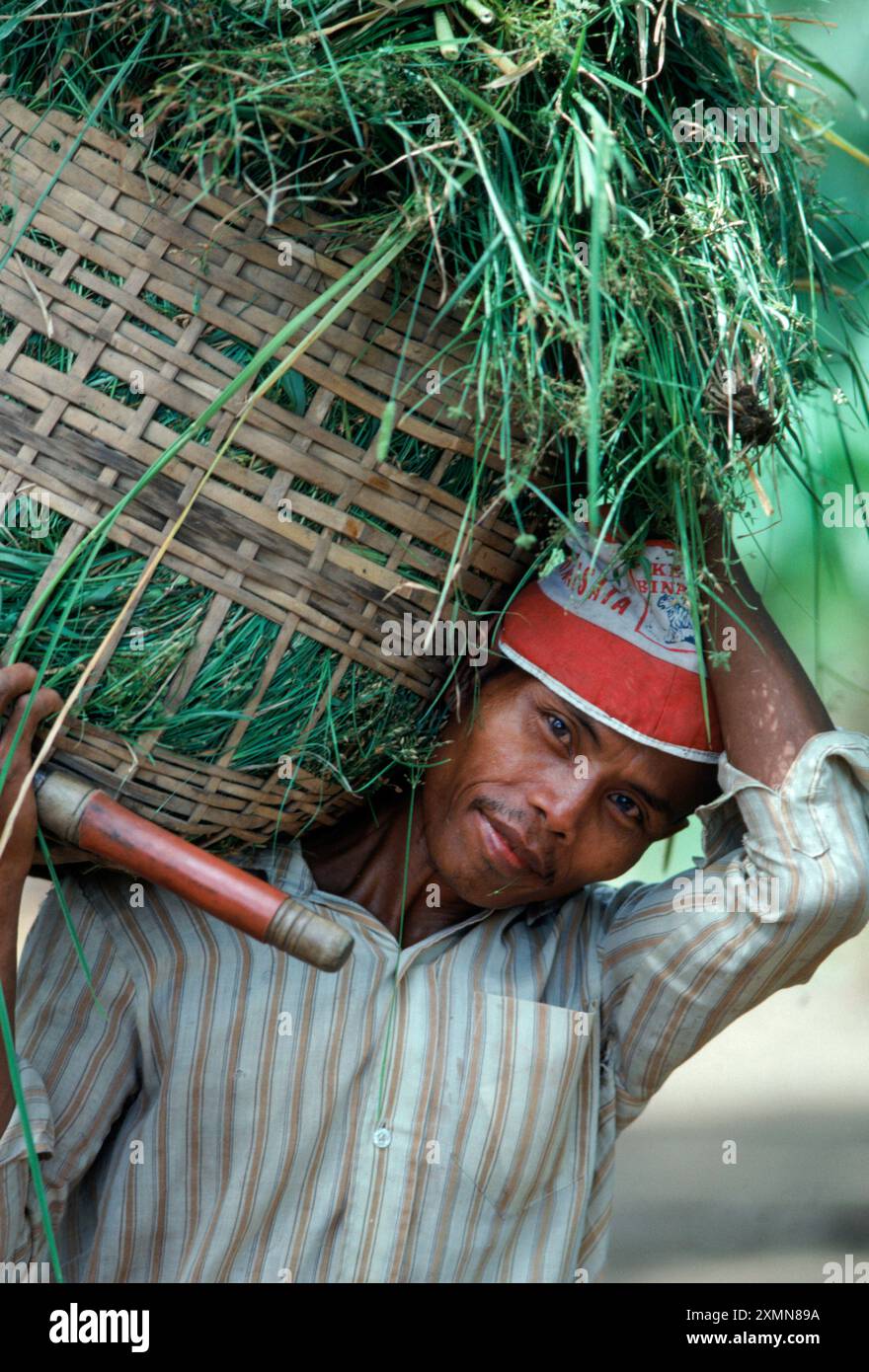 Collecting straw from rice plants, Central Java, Indonesia Stock Photo ...
