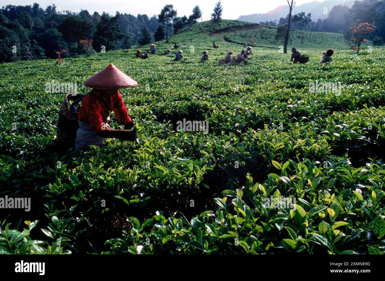 Bandung tea plantation hi-res stock photography and images - Alamy