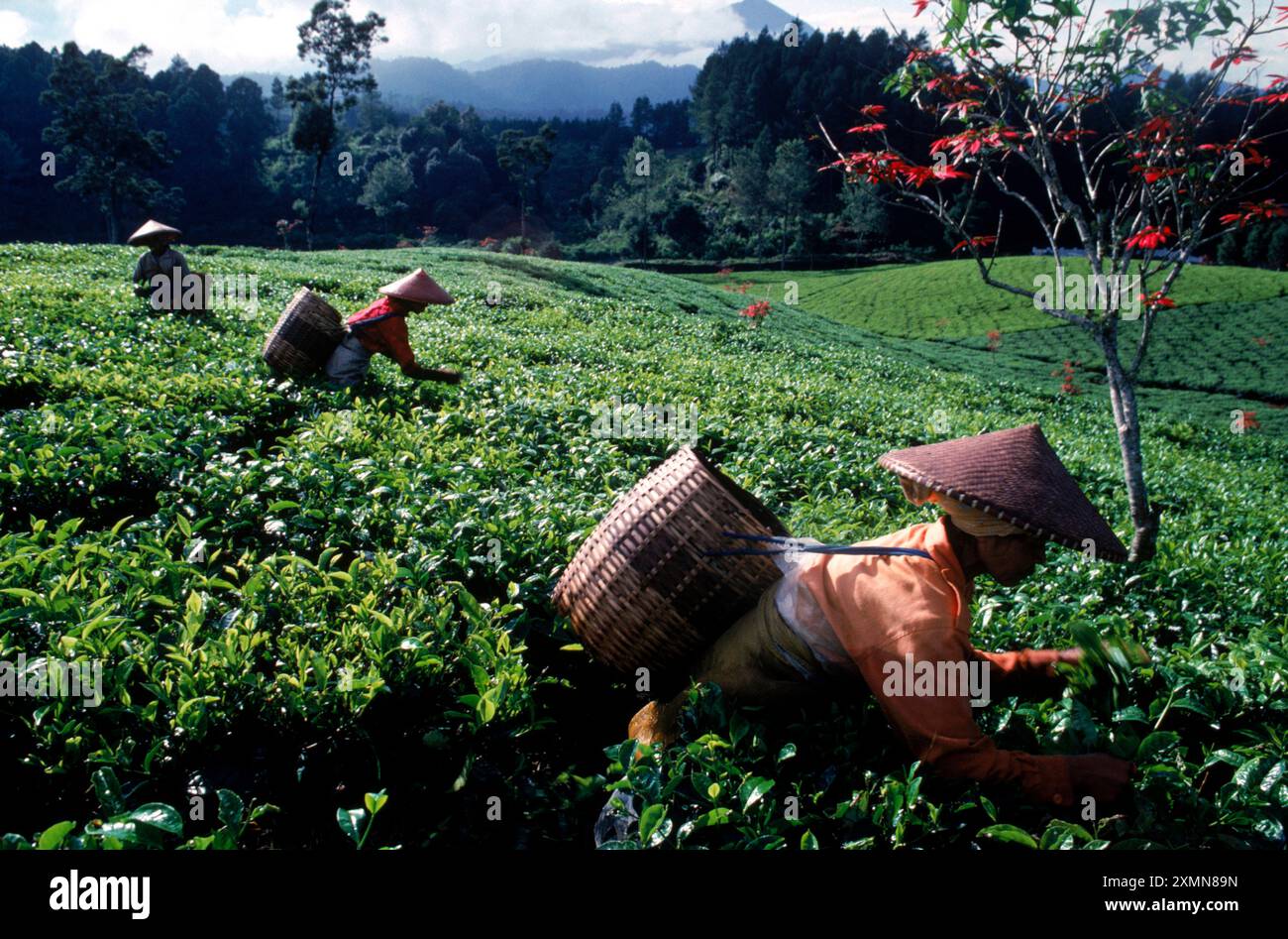 Bandung tea plantation hi-res stock photography and images - Alamy