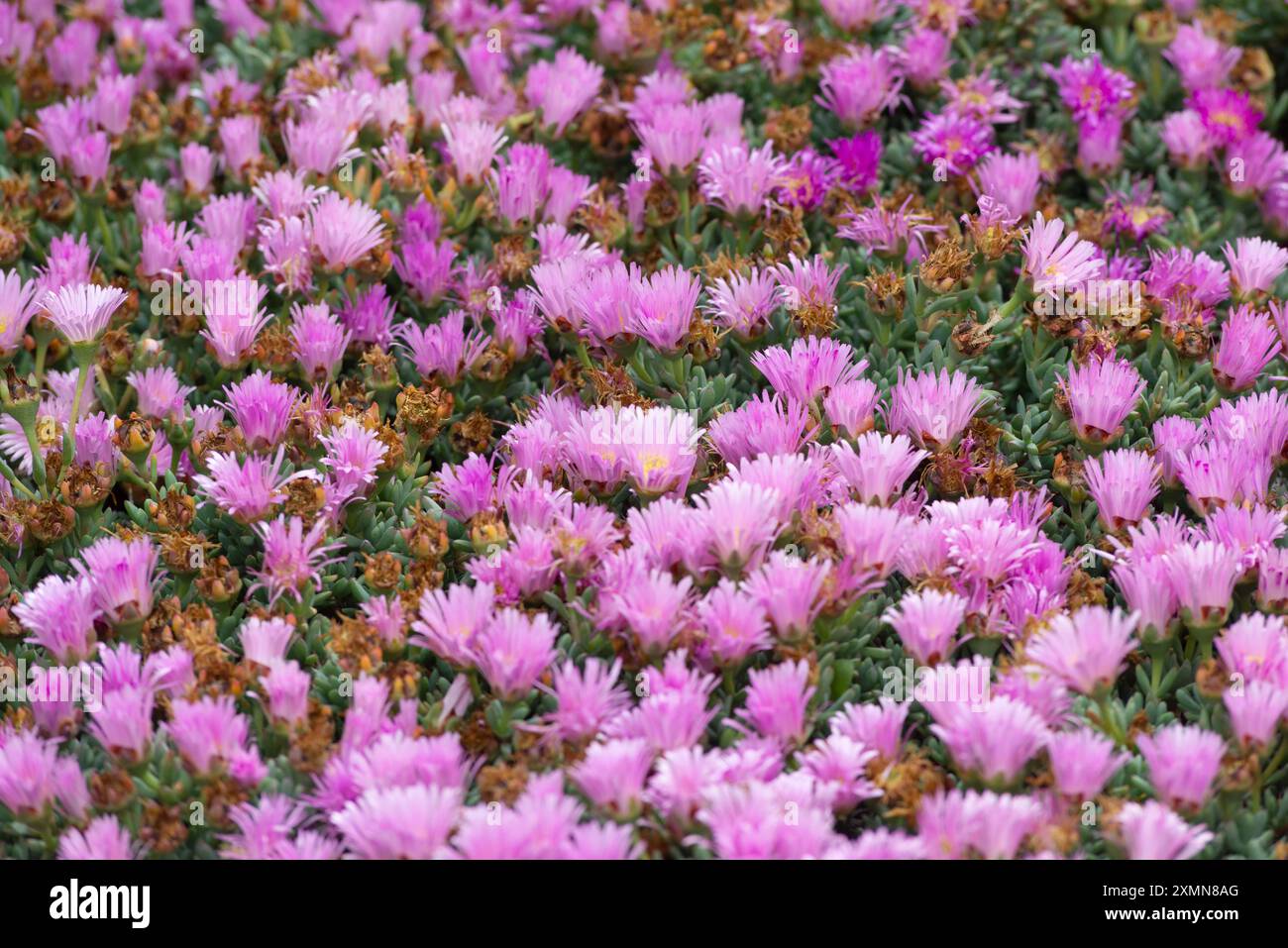 Lampranthus falcatus hi-res stock photography and images - Alamy