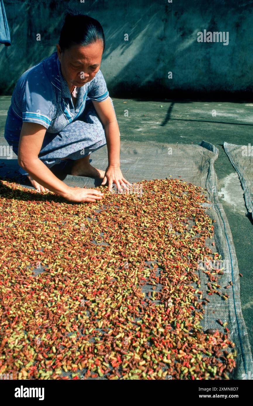 Drying cloves, Manado, Indonesia Stock Photo - Alamy