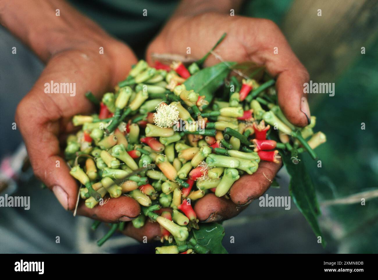 Fresh Cloves, Indonesia Stock Photo - Alamy